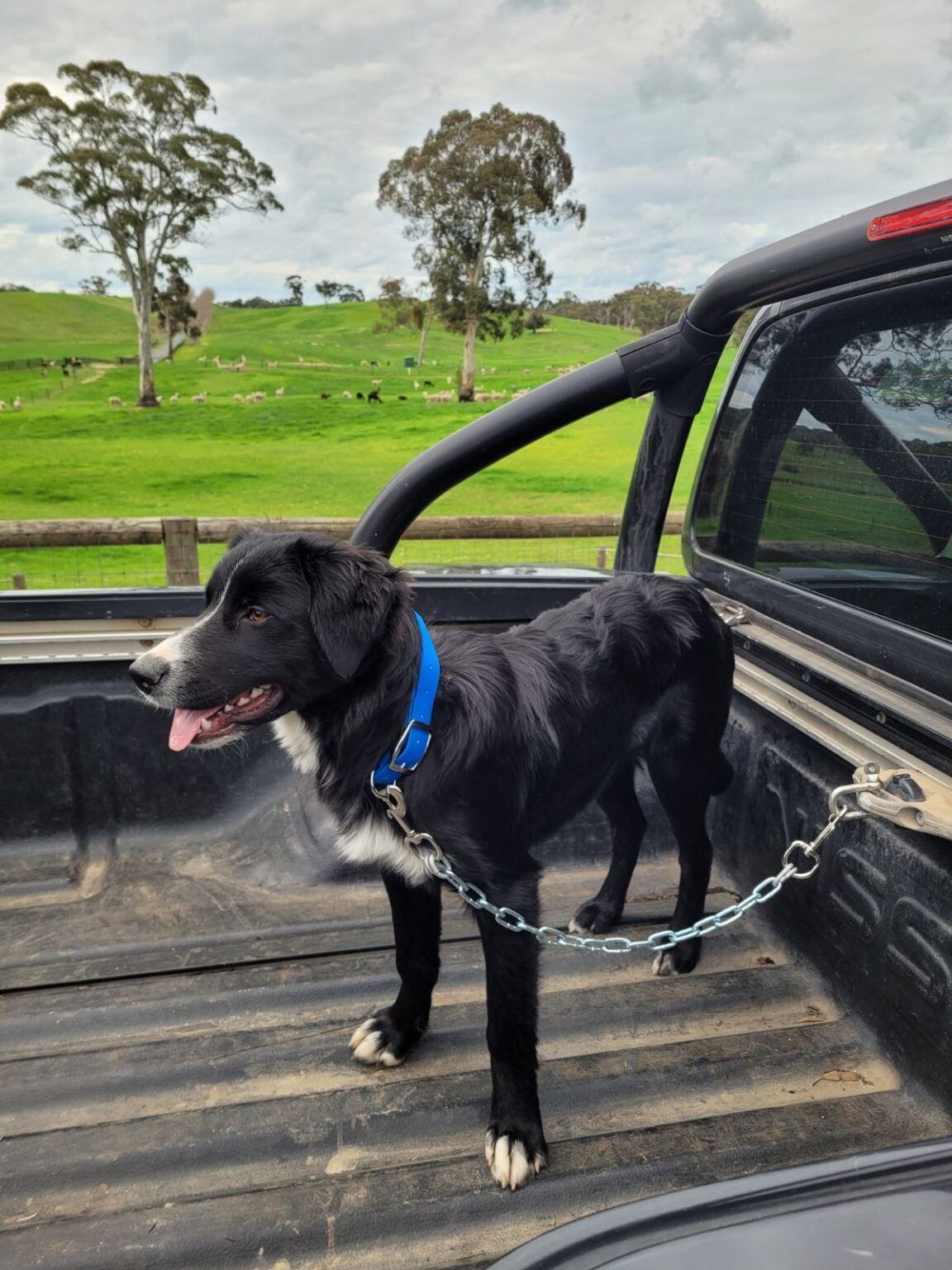 Working Dog Collar With Tie Up Chain - NC Equine