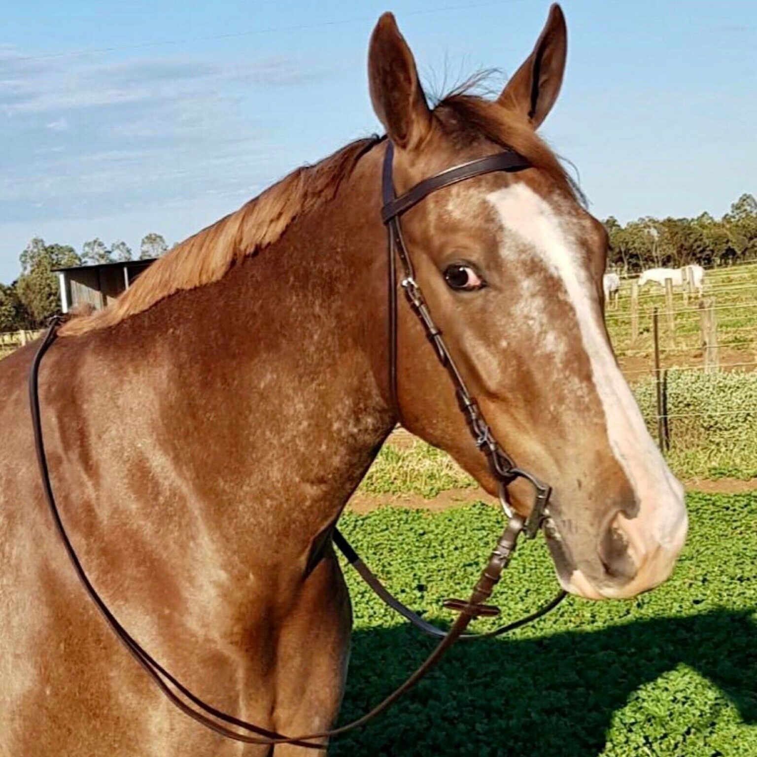 Leather Snaffle Bridle & Reins Set - NC Equine