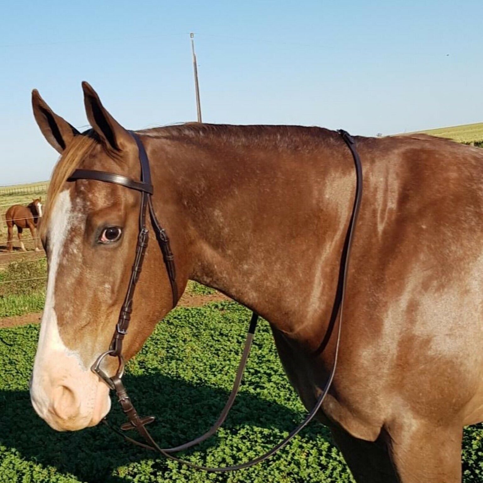 Leather Snaffle Bridle & Reins Set (No Noseband Option) - NC Equine